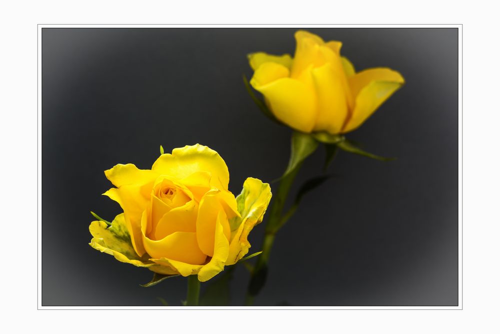 Rosen Foto & Bild | natur, pflanzen, rosen Bilder auf fotocommunity