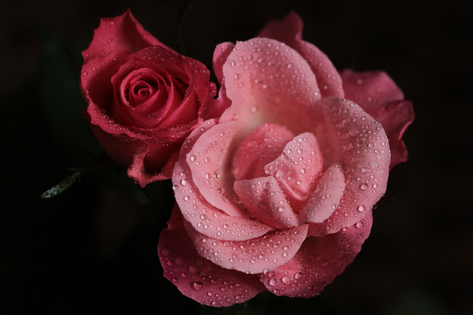 Rosen Foto & Bild | pflanzen, pilze & flechten, blüten- & kleinpflanzen ...