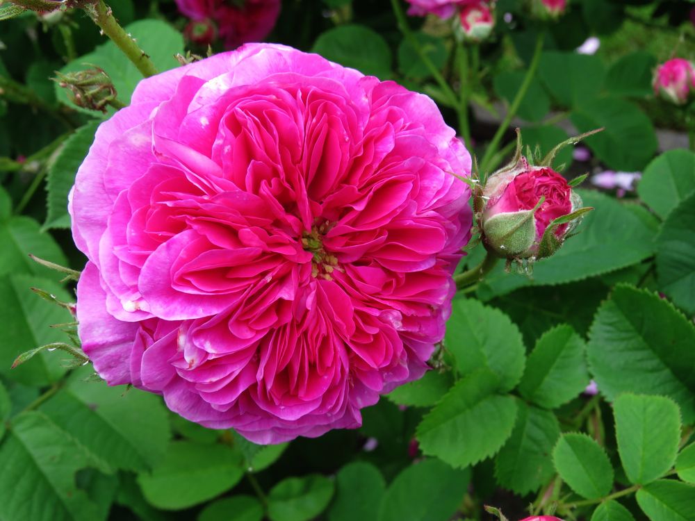 Rosen Foto & Bild | natur, pflanzen, rosen Bilder auf fotocommunity