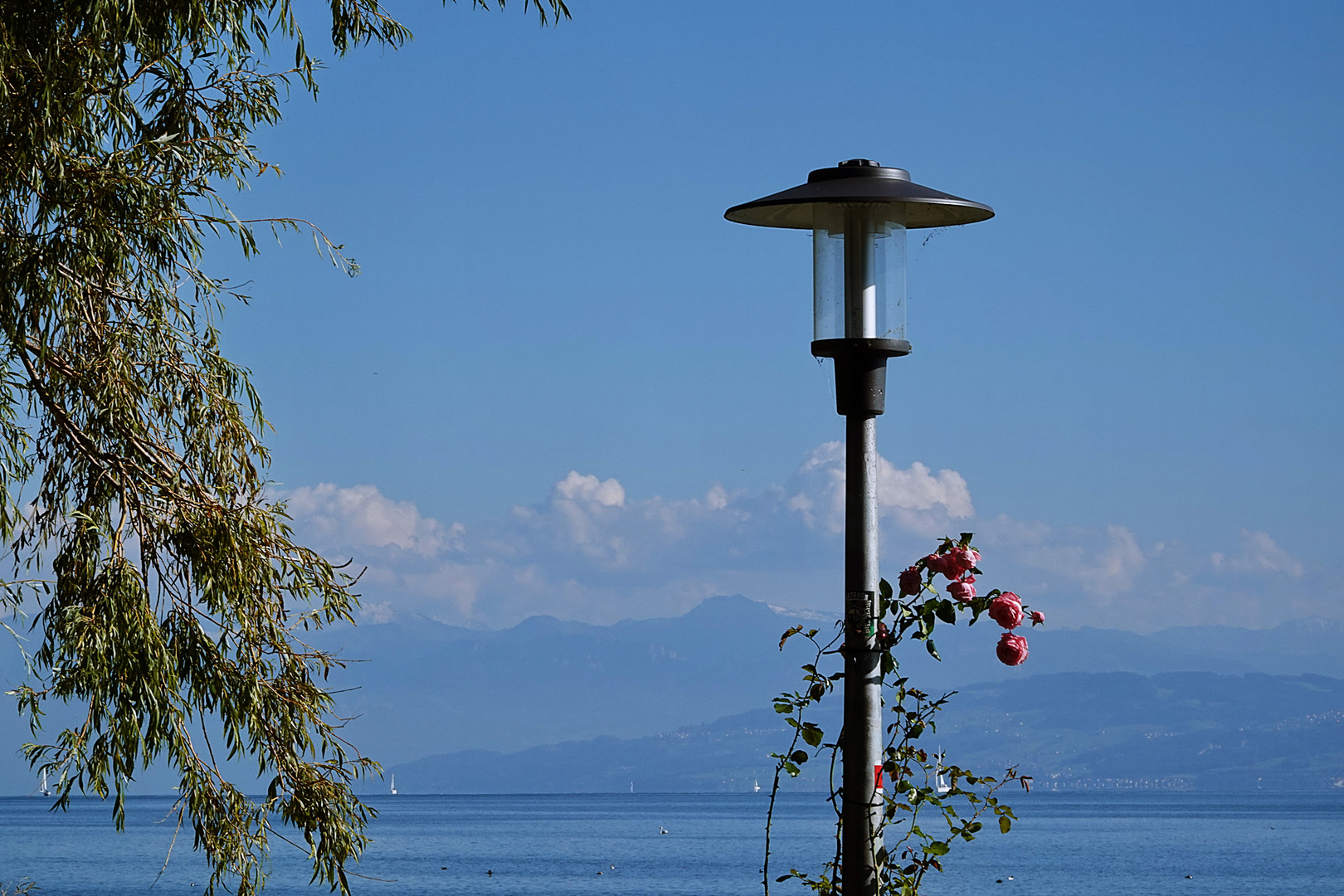Rosen die sich um die Laterne winden Foto & Bild | landschaften ...