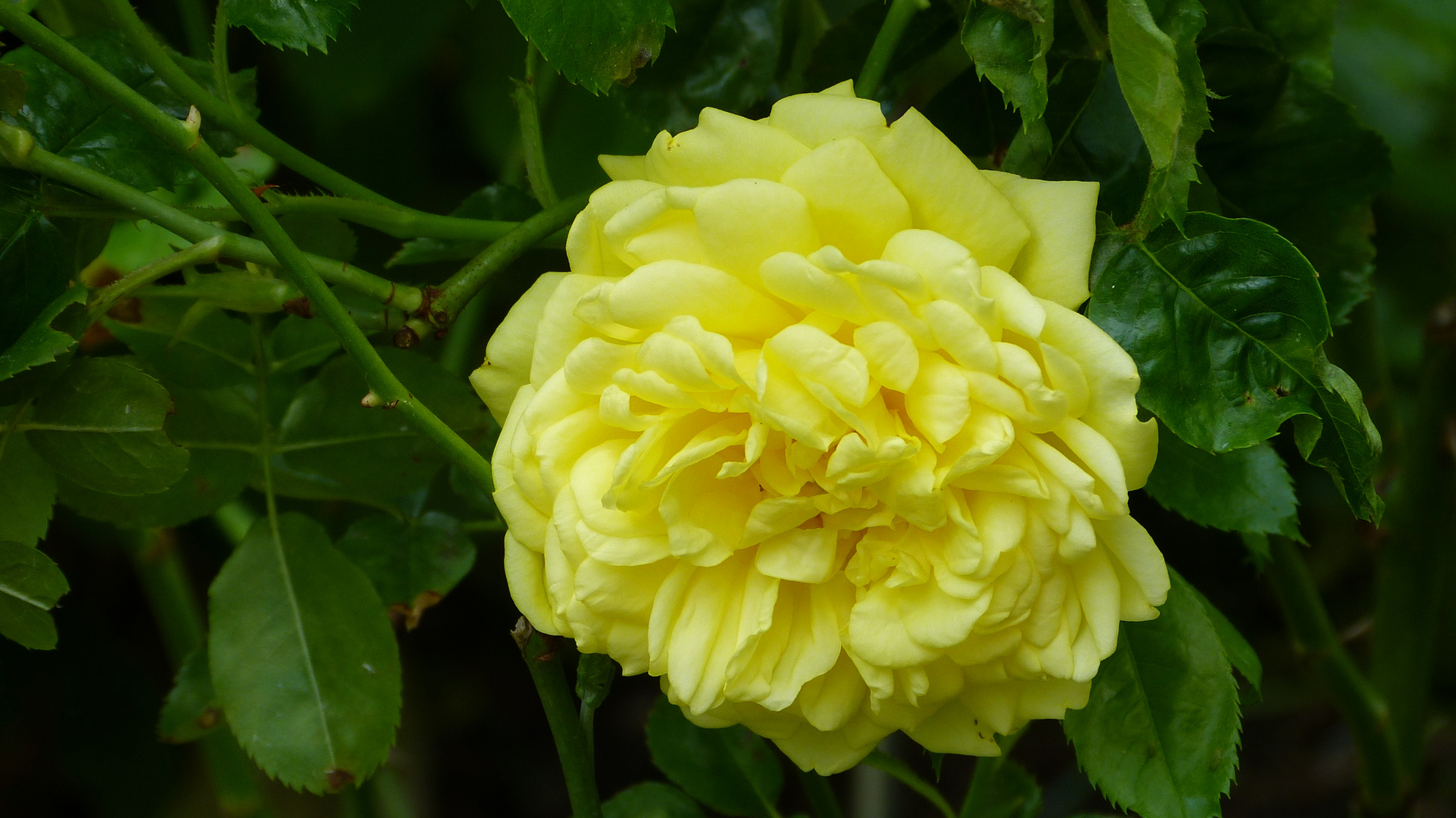 Rosen Foto & Bild | pflanzen, pilze & flechten, blüten- & kleinpflanzen ...