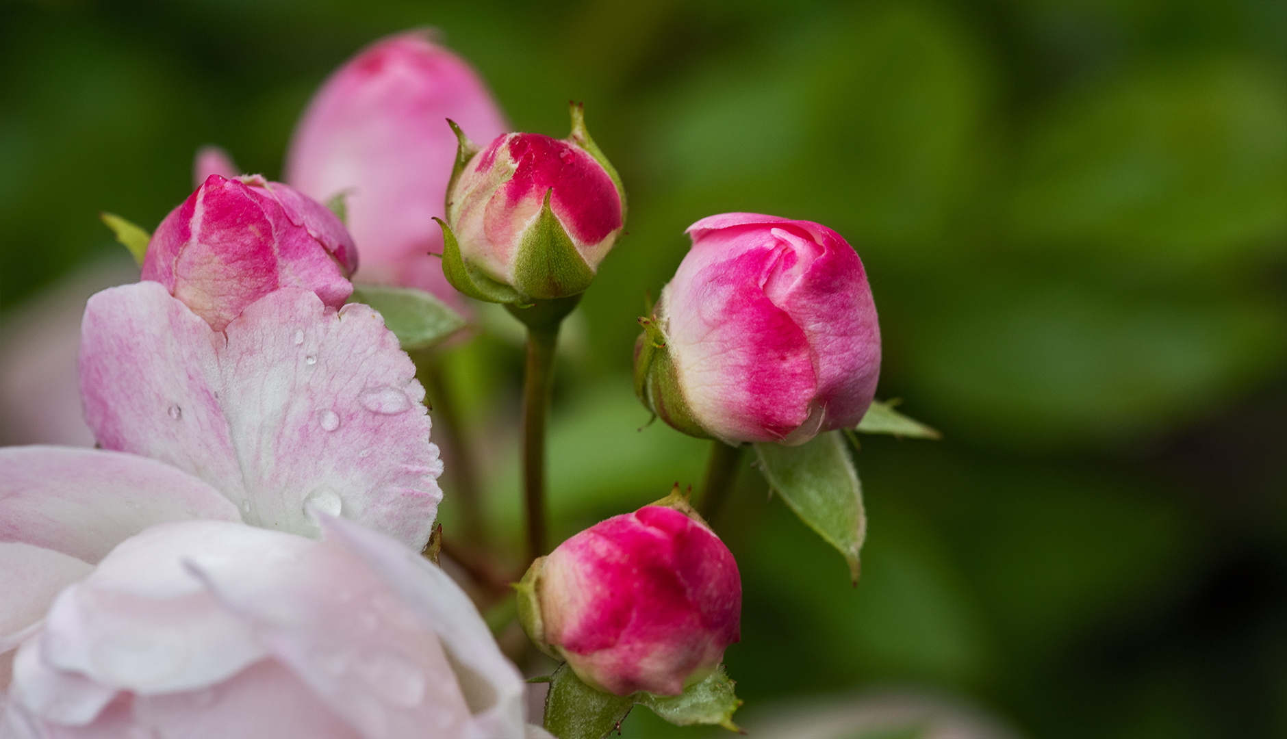 Rosen Foto & Bild | pflanzen, pilze & flechten, blüten- & kleinpflanzen ...