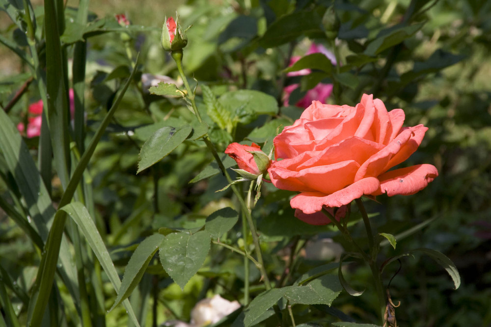 Rosen Foto & Bild | pflanzen, pilze & flechten, blüten- & kleinpflanzen ...