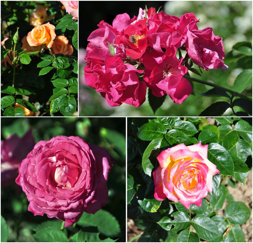 Rosen Foto & Bild | pflanzen, pilze & flechten, blüten- & kleinpflanzen ...