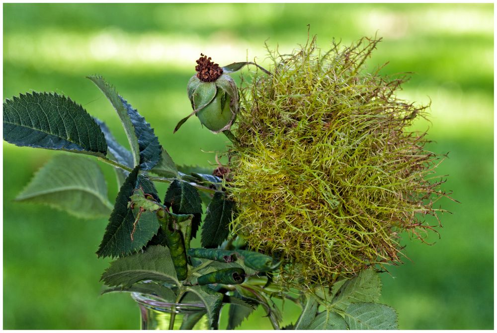 Rosen-Galle Foto & Bild | youth, winter, natur Bilder auf fotocommunity