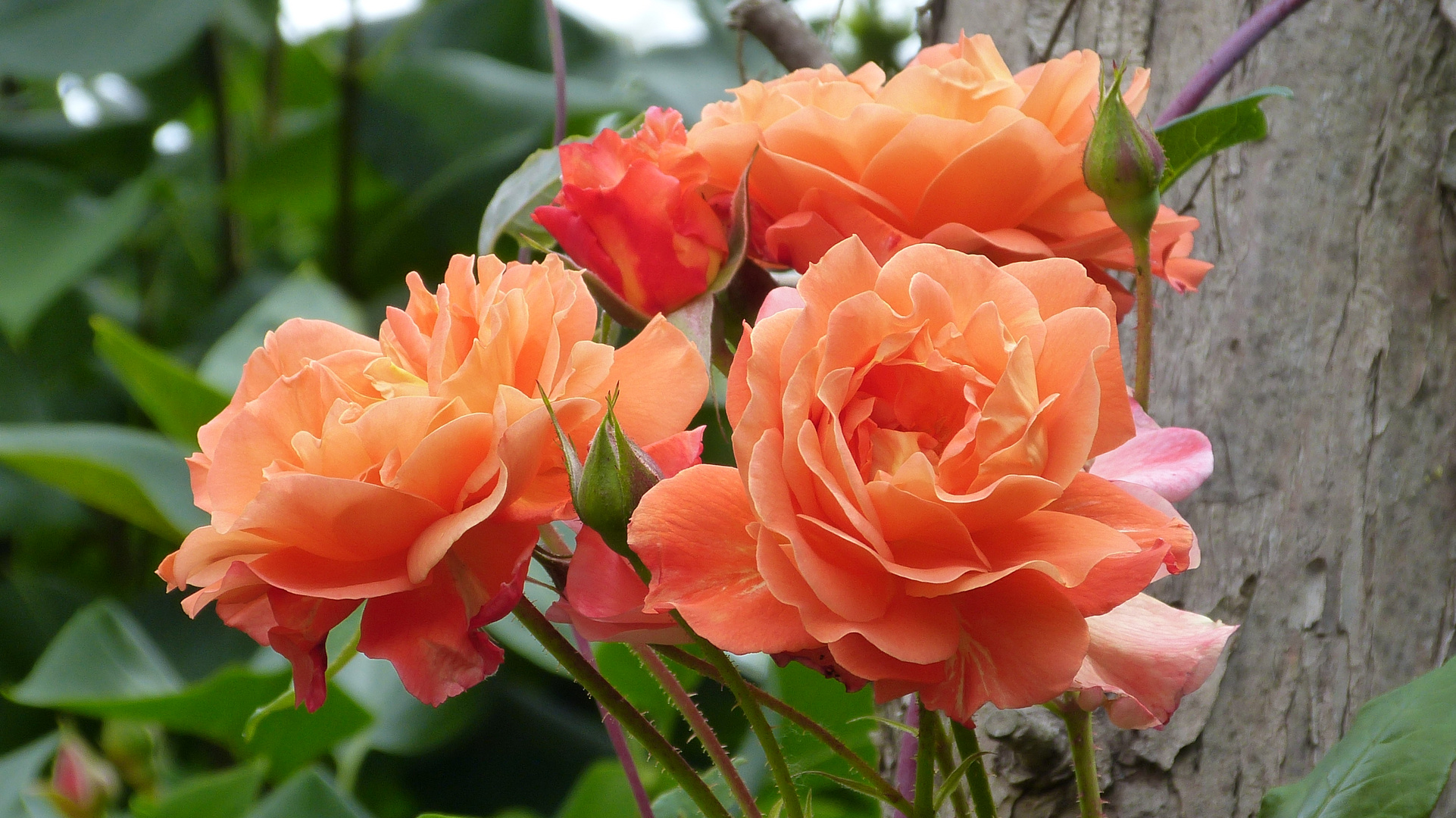 Rosen gehören Foto & Bild | pflanzen, pilze & flechten, blüten ...