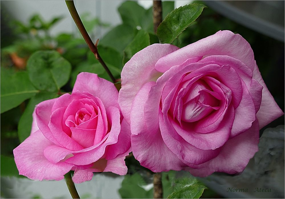 Rosen im Garten Foto & Bild | blumen , macro, stillleben Bilder auf ...