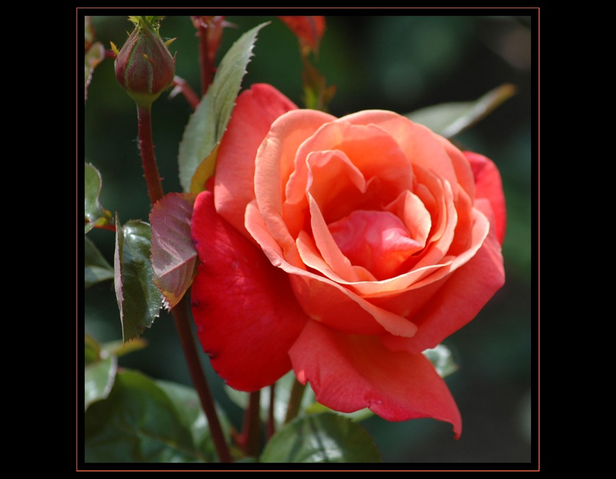 Rosen-Rot Foto & Bild | pflanzen, pilze & flechten, blüten ...