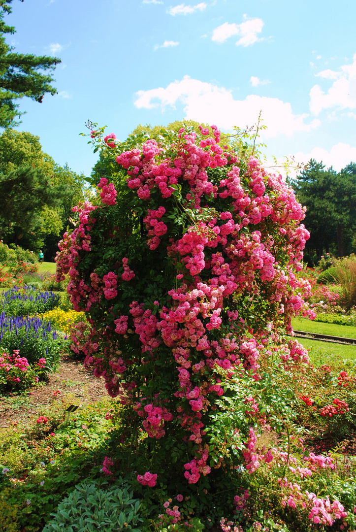 Rosenbaum 2 Foto & Bild | pflanzen, pilze & flechten, natur, rosen ...