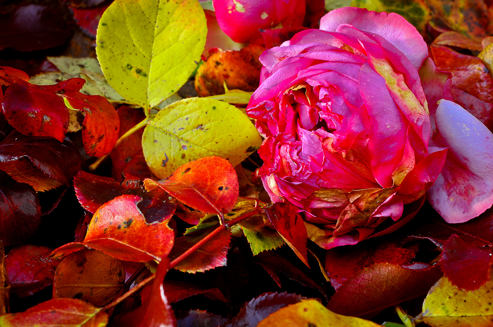 Rosenbeet Foto & Bild | archiv projekte naturchannel, monatswettbewerbe ...