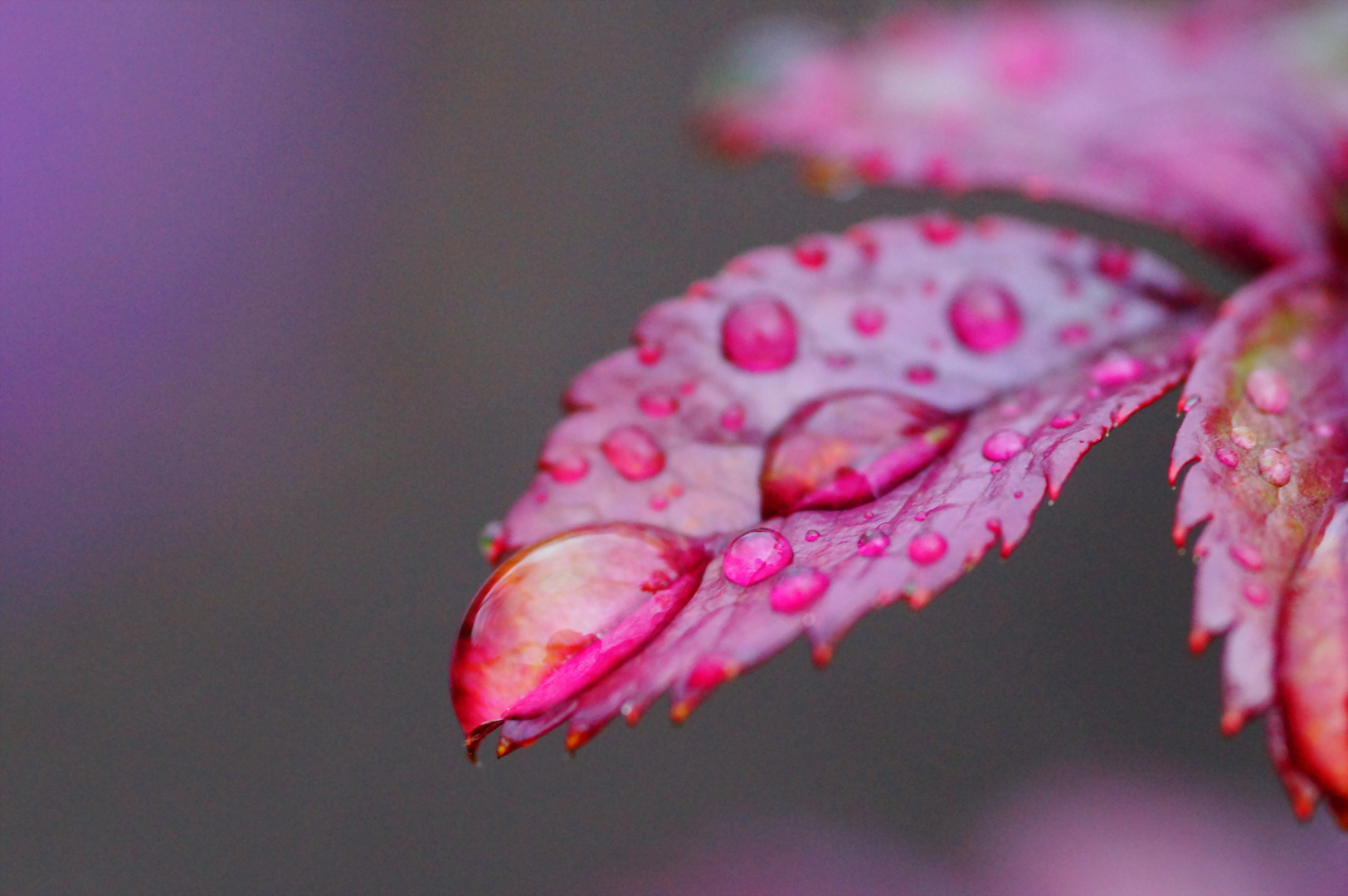 Rosenblatt Foto & Bild | fotokunst, color fine art, spezial Bilder auf ...