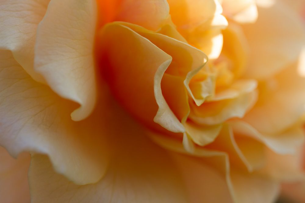 ~ Rosenblatt ~ Foto & Bild | makro, natur, landschaft Bilder auf ...