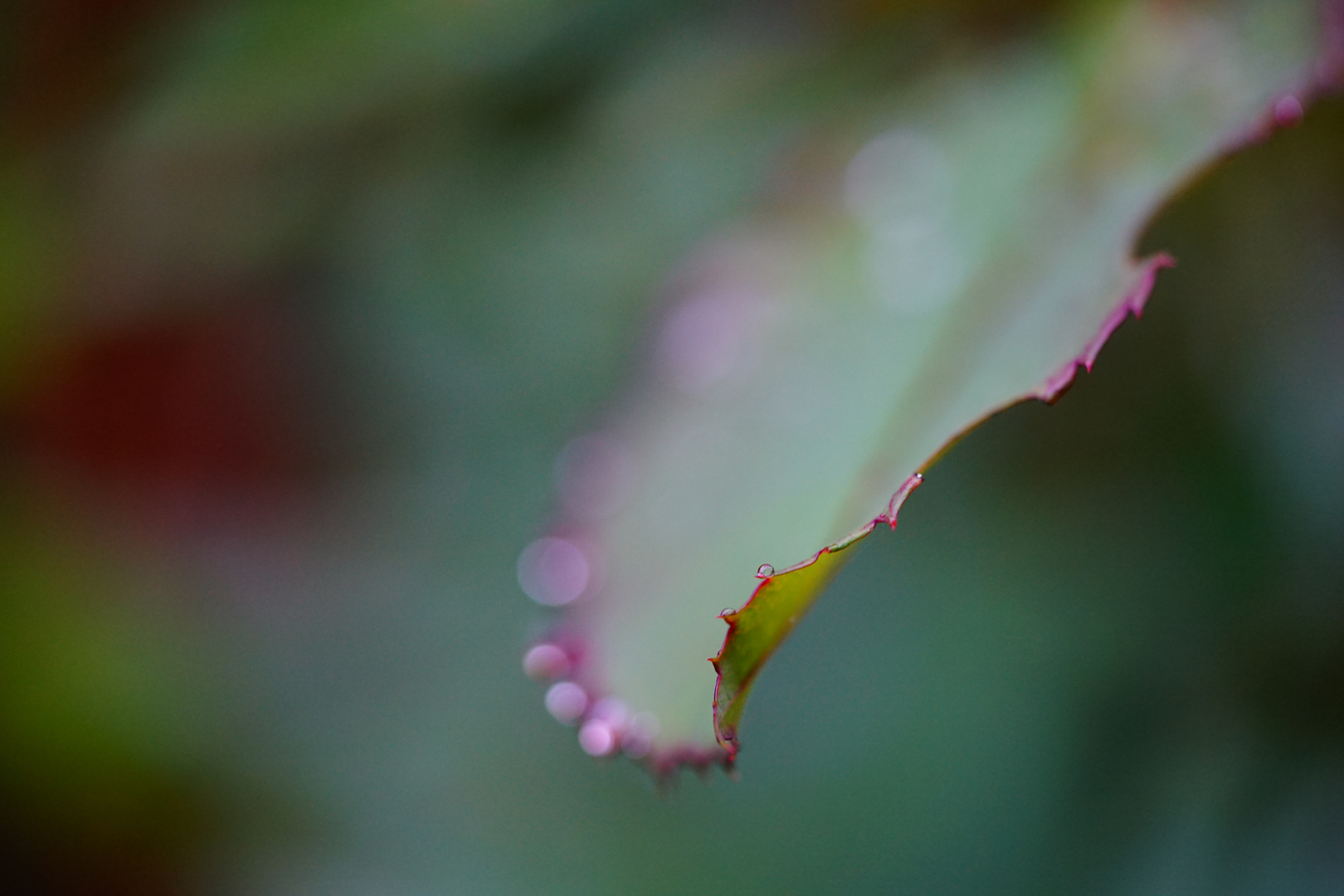 Rosenblatt Foto & Bild | sommer, natur, flora Bilder auf fotocommunity