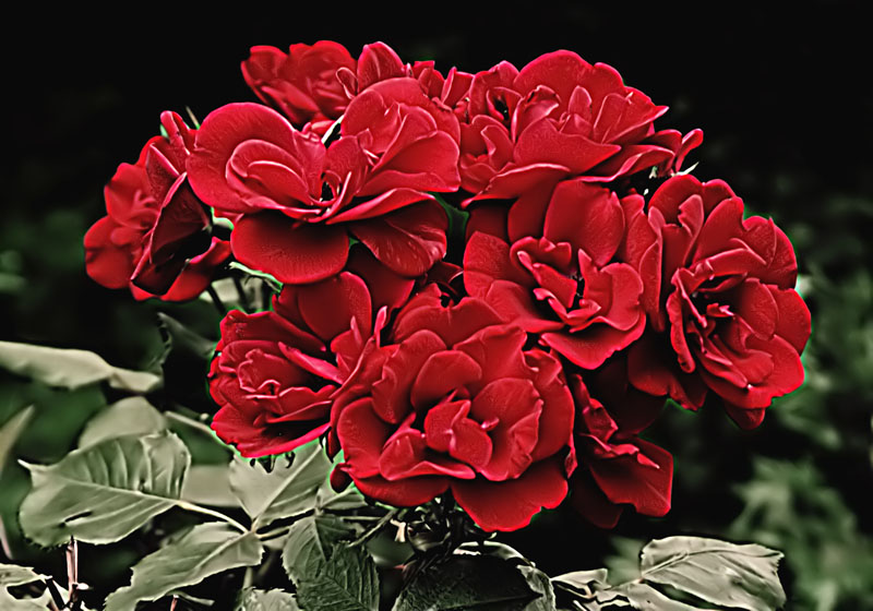 Rosenbusch vom R.Strauch Foto & Bild | pflanzen, pilze & flechten ...