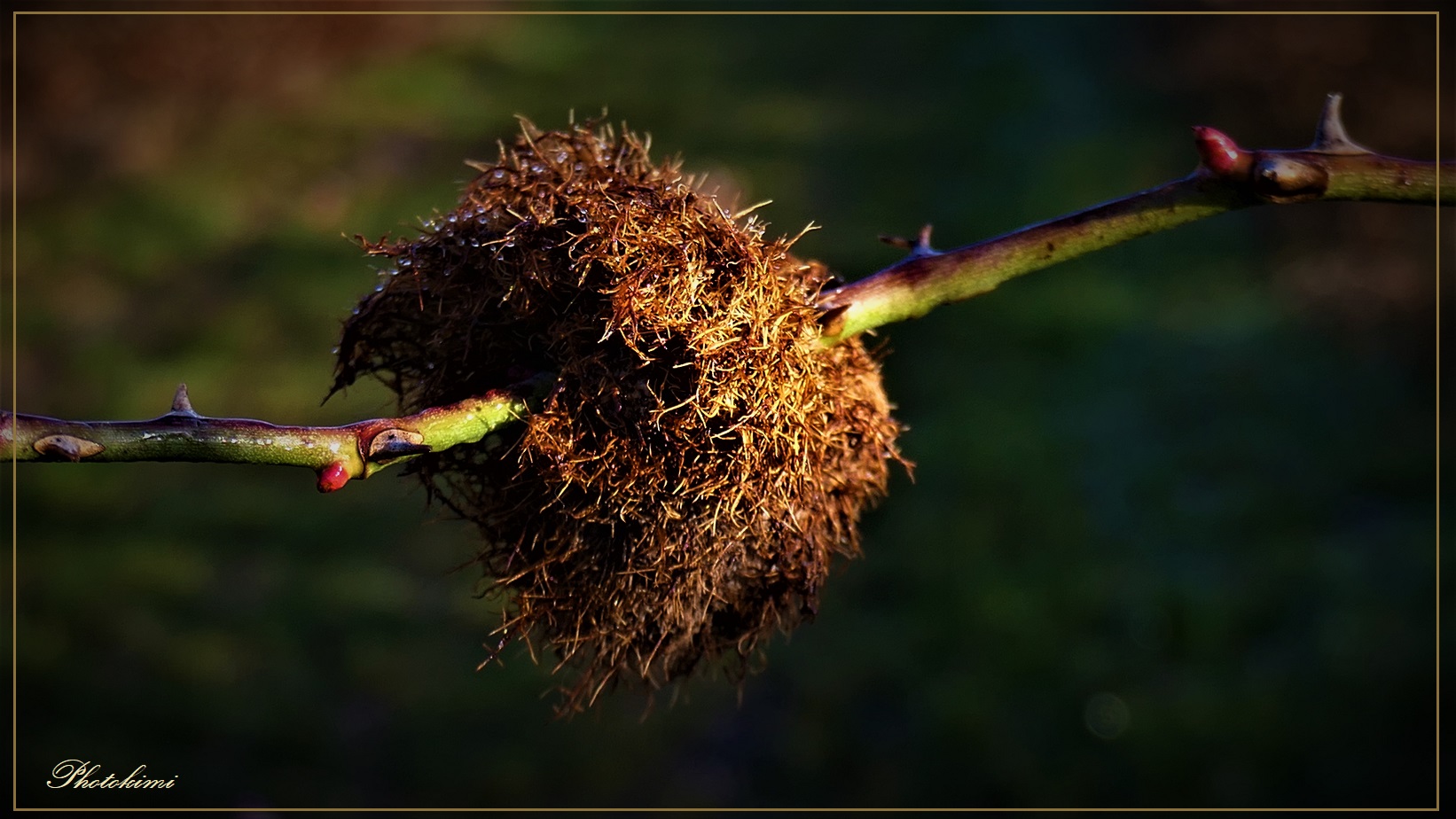 Rosengalle (Diplolepis rosae) Foto & Bild | spezial, natur, pflanzen ...