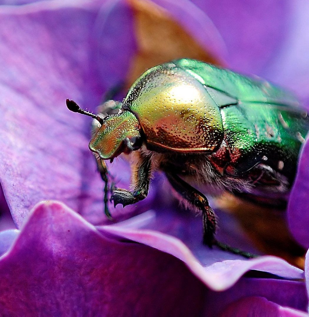 Rosenkäfer Foto & Bild | tiere, wildlife, insekten Bilder auf fotocommunity