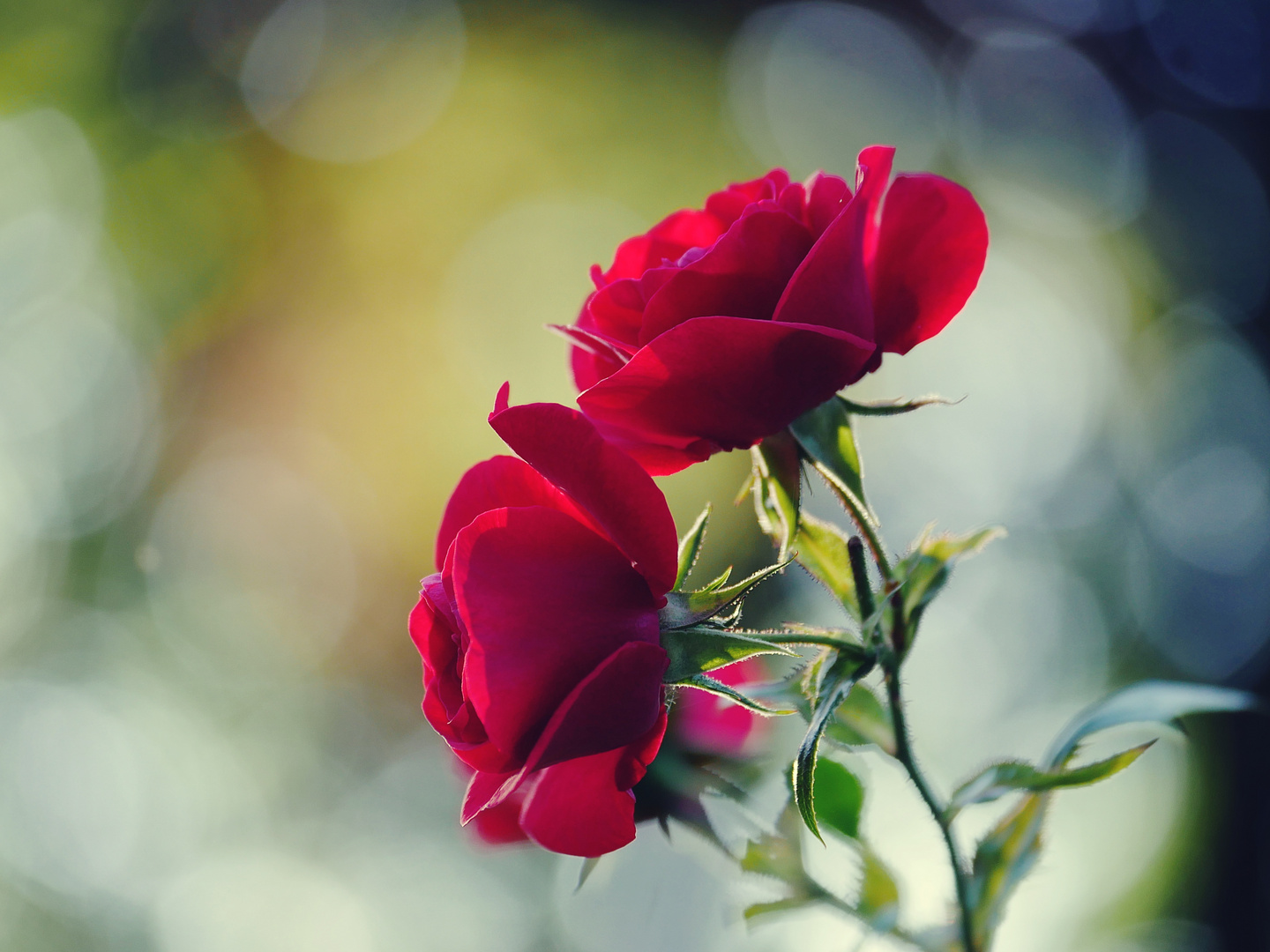 Rosenrot Foto & Bild | pflanzen, pilze & flechten, blüten ...