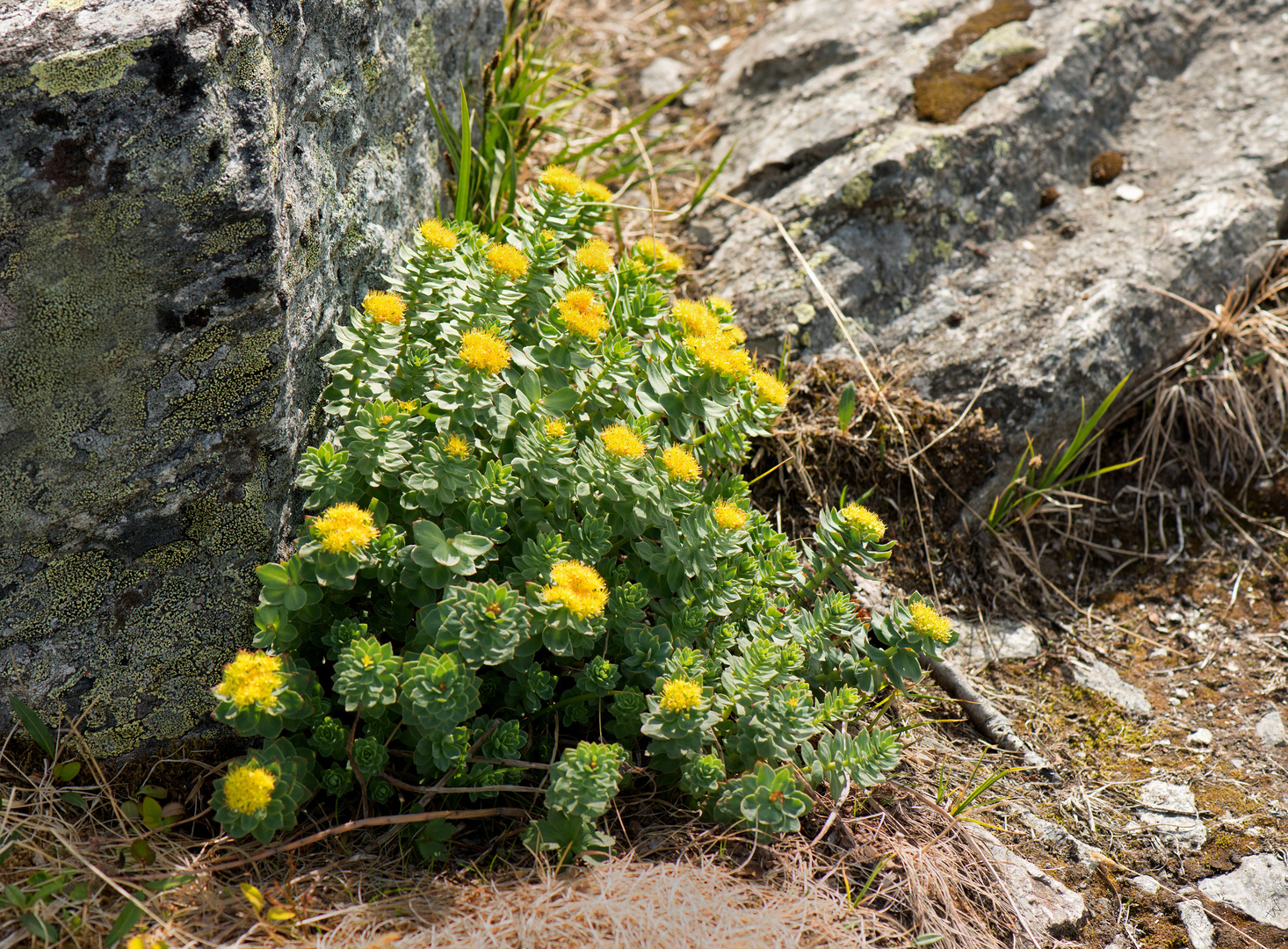 Rosenrot Foto & Bild | natur, landschaft, blumen Bilder auf fotocommunity