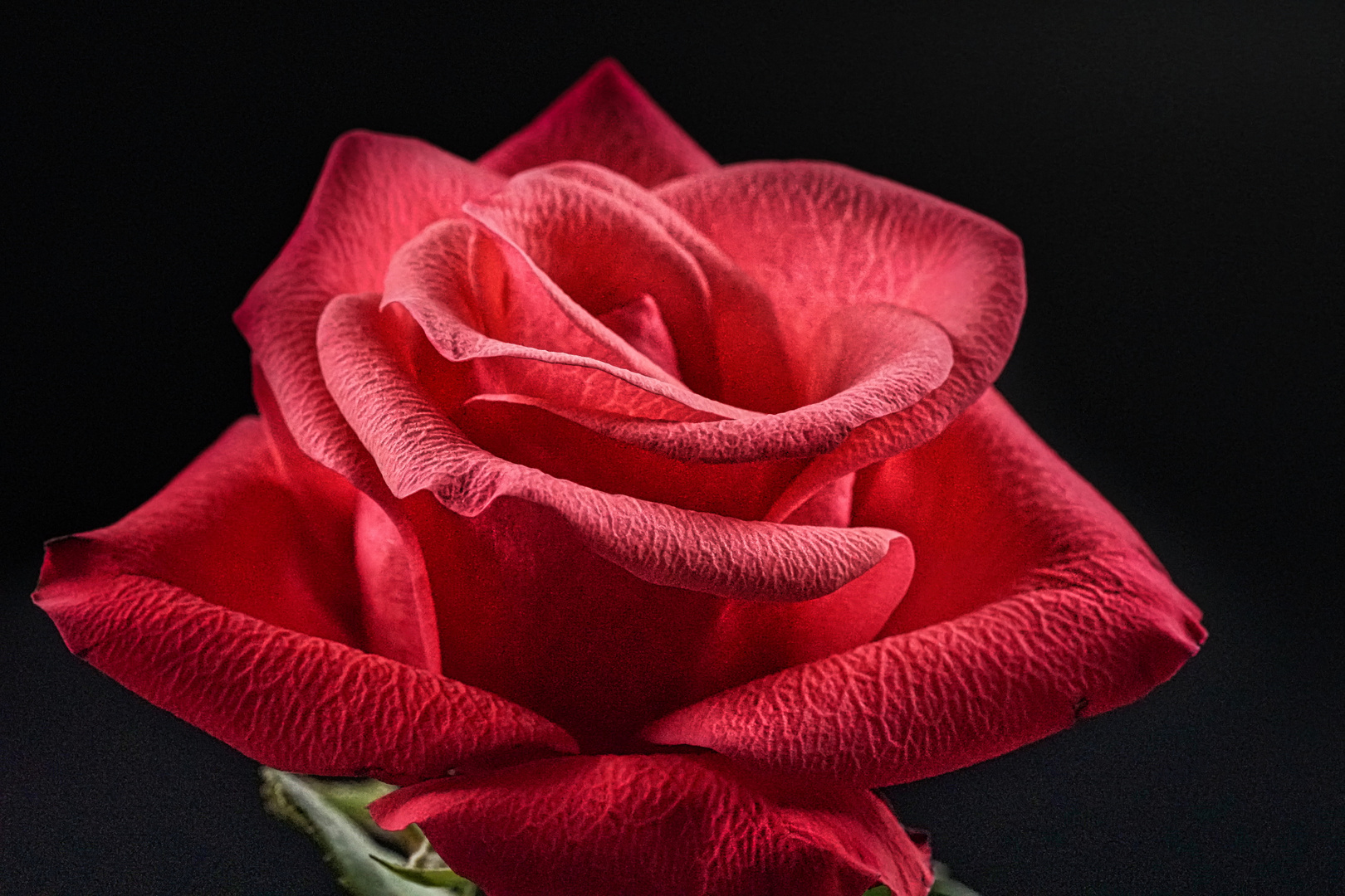 Rosenrot Foto & Bild | projekte, 3 - mittwochsblümchen, thementage ...