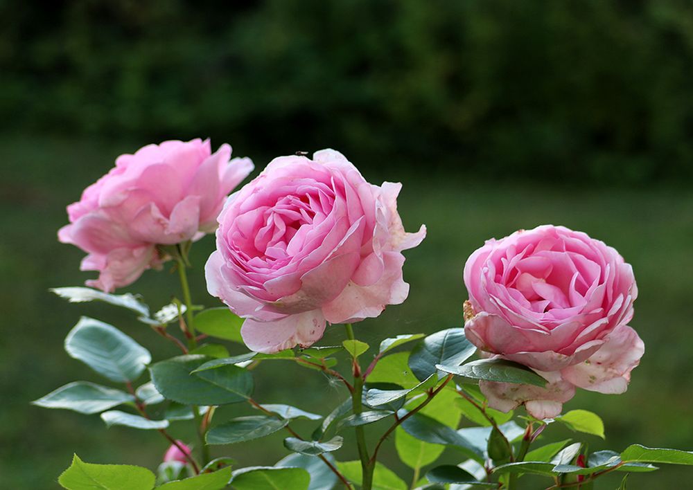 Rosenrot Foto & Bild | fotos, natur, blumen Bilder auf fotocommunity