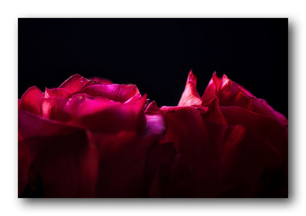 Rosenrot Foto & Bild | nah- & makro, pflanzen, pilze & flechten, blüten ...