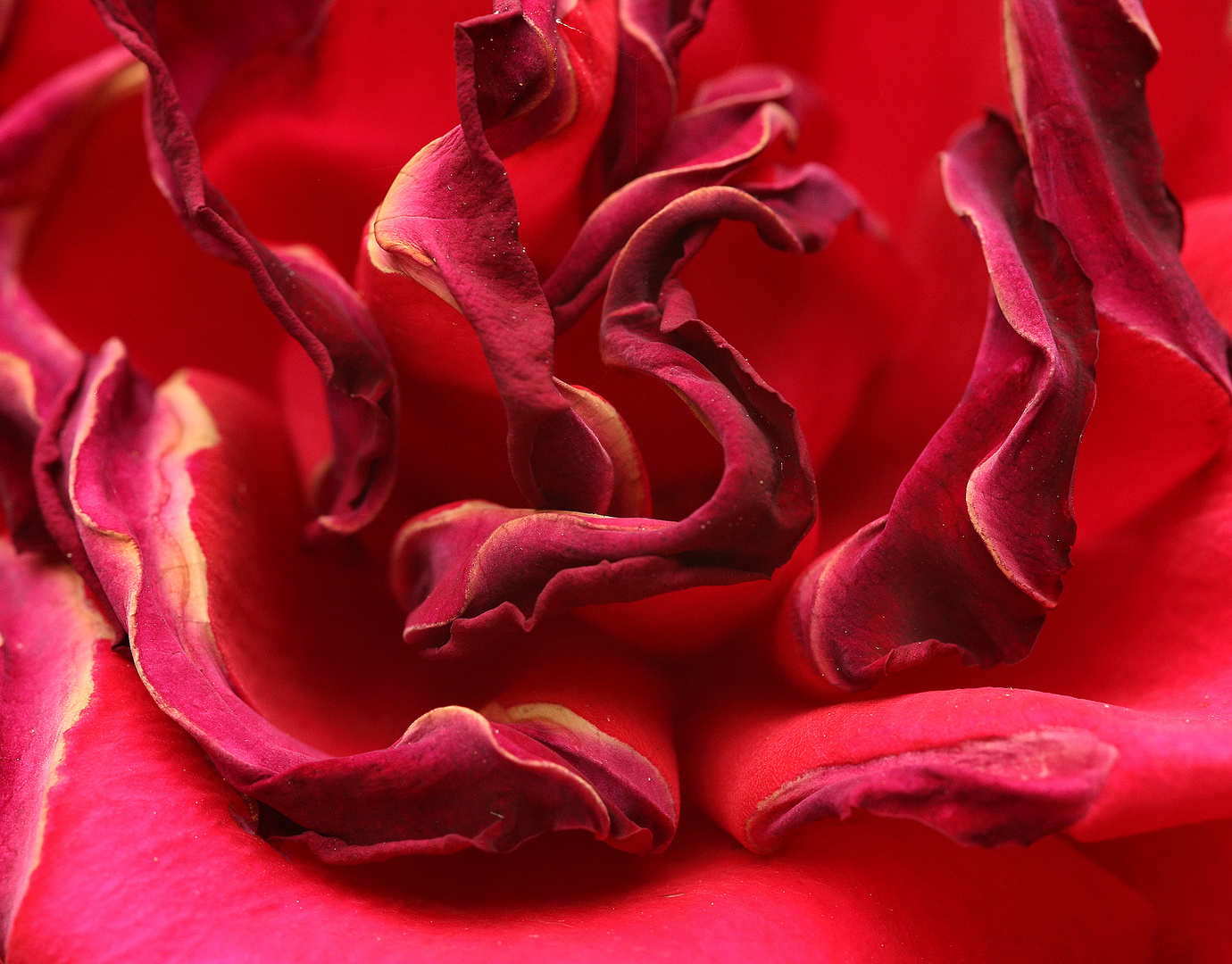 rosenrot... Foto & Bild | pflanzen, pilze & flechten, blüten ...