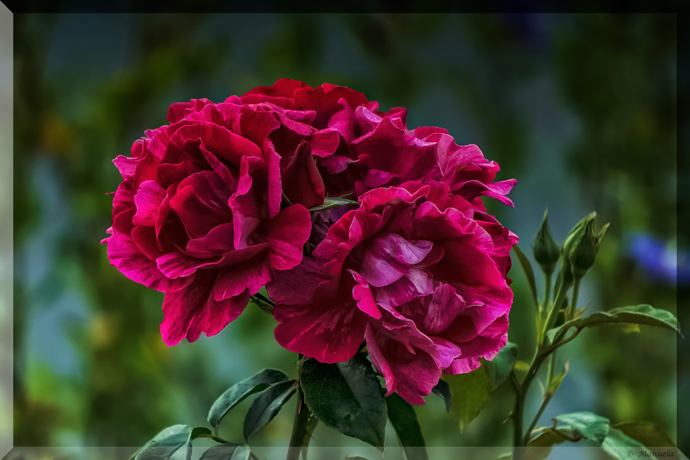 Rosenrot Foto & Bild | pflanzen, pilze & flechten, blüten ...