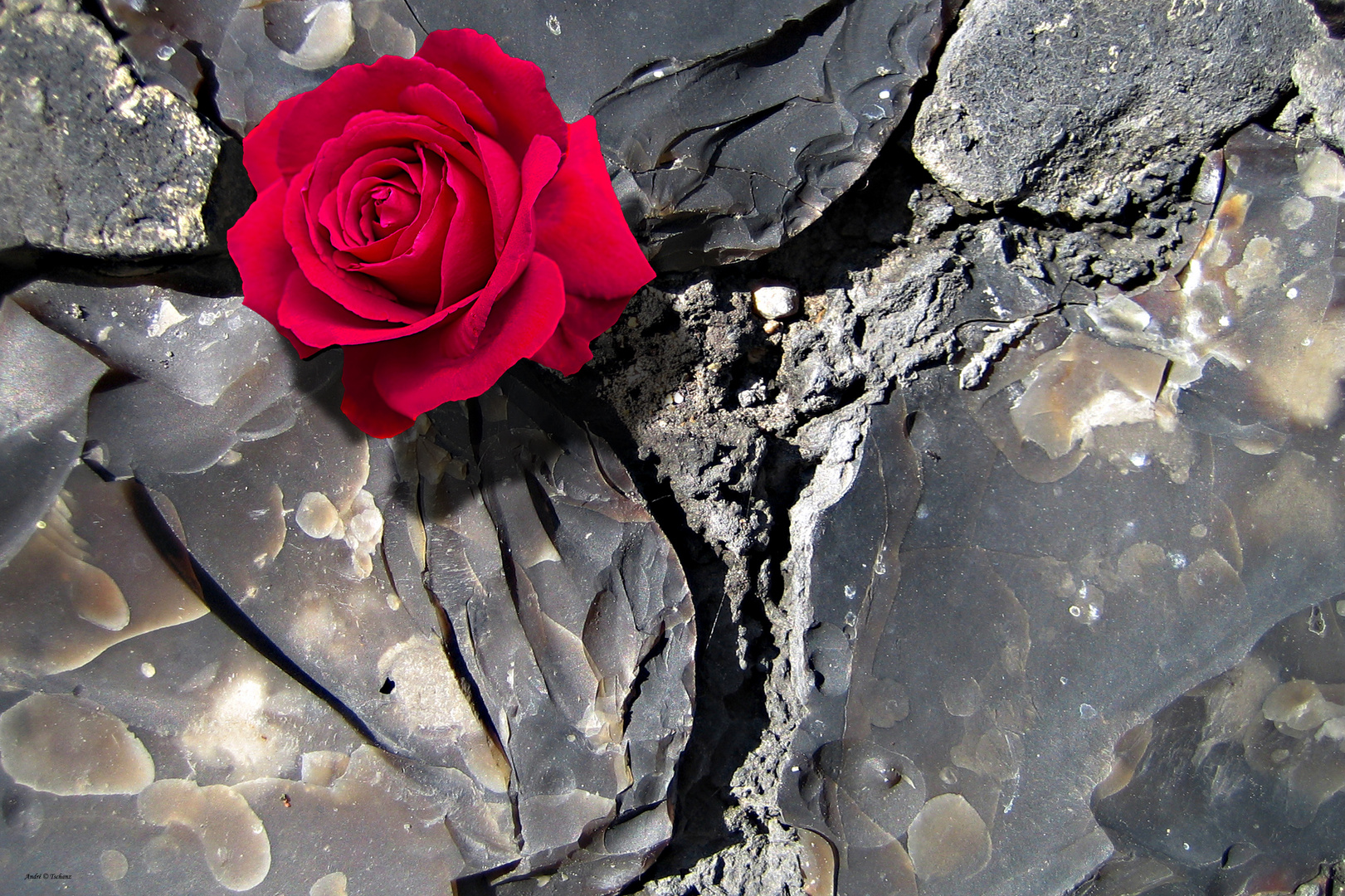 ROSENROT photo et image | sandwich & composing, digiart, fantaisie ...