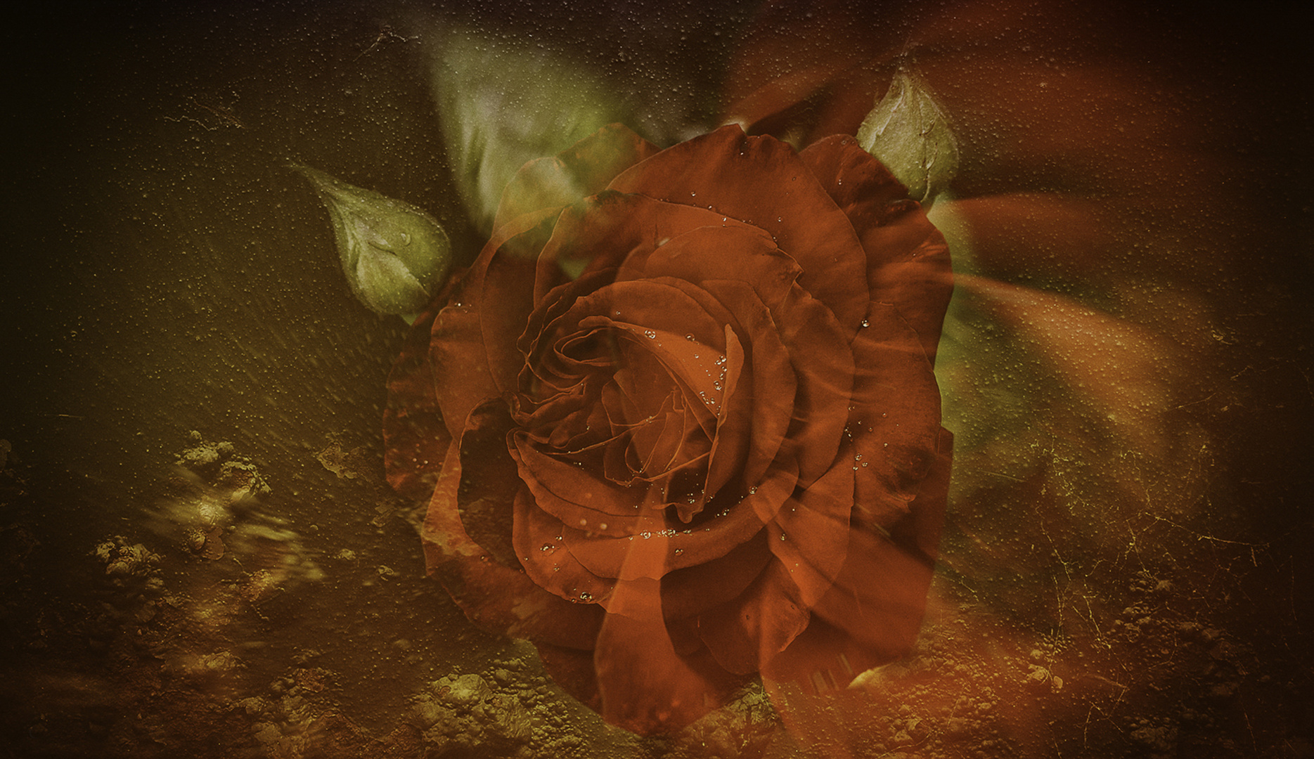 rosenrot ... Foto & Bild | spezial, natur, blumen Bilder auf fotocommunity