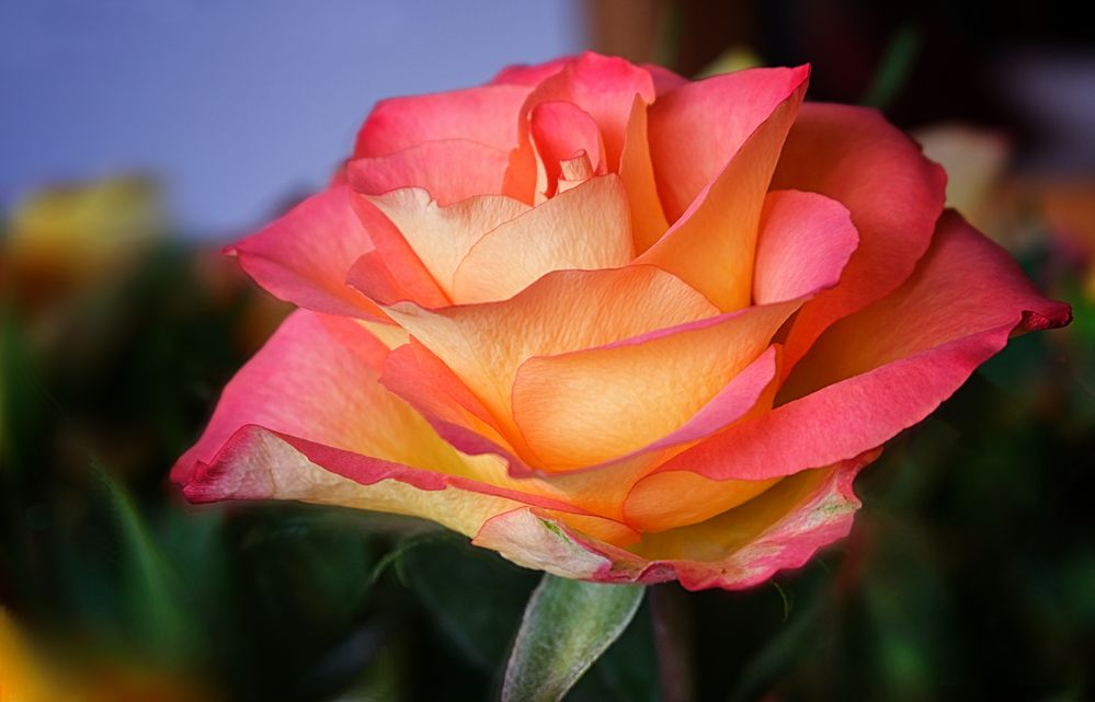 Rosenrot Foto & Bild | pflanzen, pilze & flechten, blüten ...