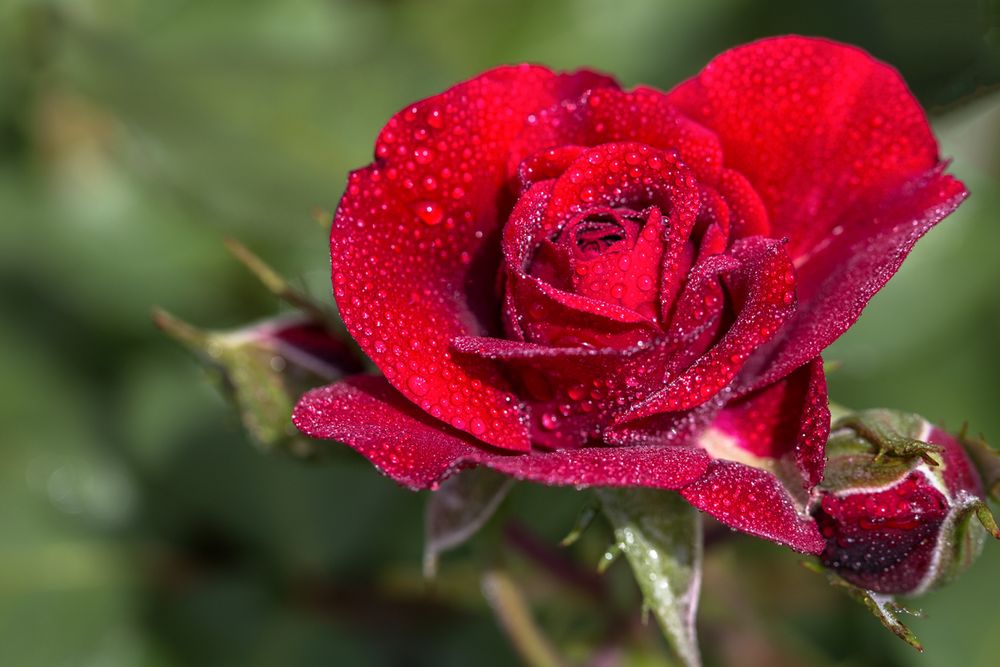 Rosenrot Foto & Bild | nah- & makro, pflanzen, pilze & flechten, blüten ...