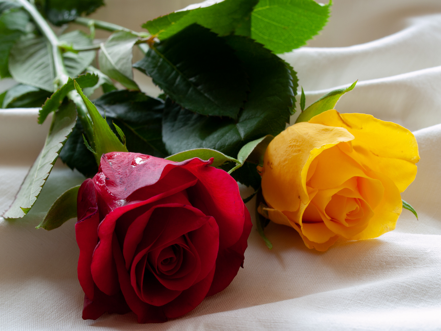 Rosen_Rot_Gelb Foto & Bild | pflanzen, pilze & flechten, blüten ...
