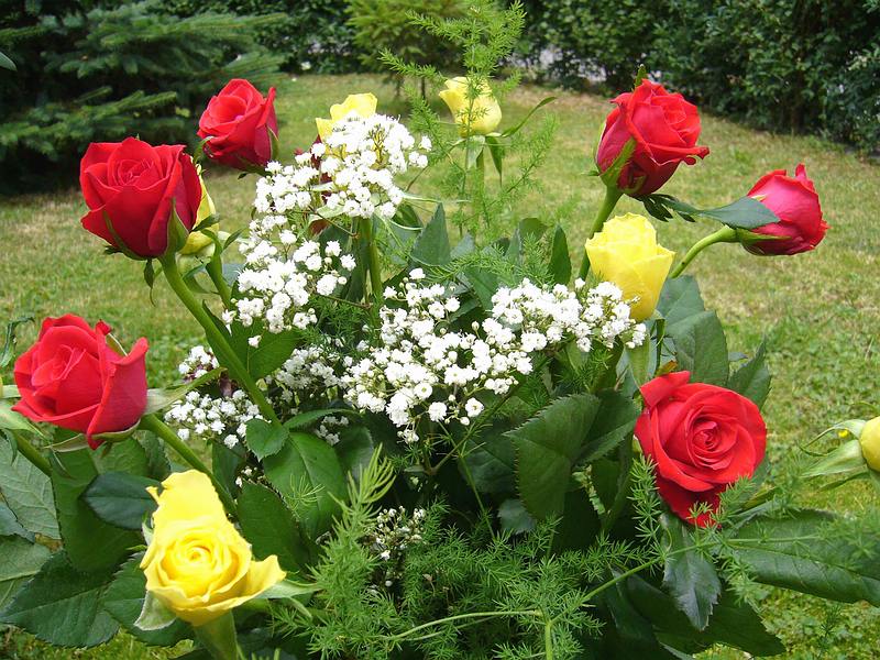 Rosenstrauss Foto & Bild | pflanzen, pilze & flechten, blüten ...