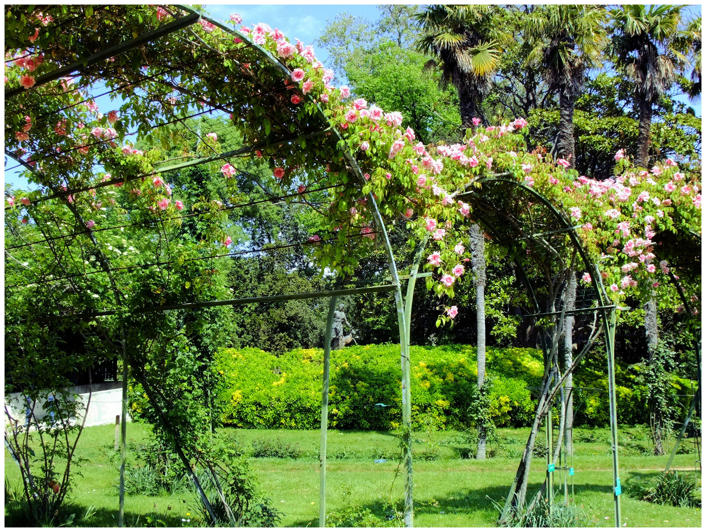 Roseraie photo et image | fleurs, fleurs, arbres..., nature Images ...