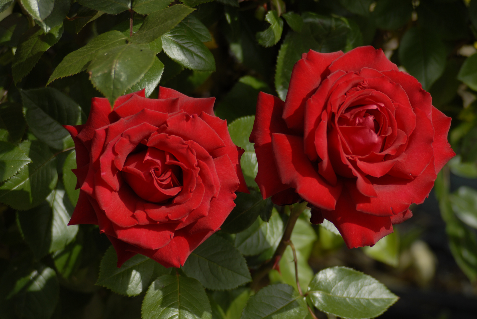 Roses photo et image | fleurs, nature Images fotocommunity