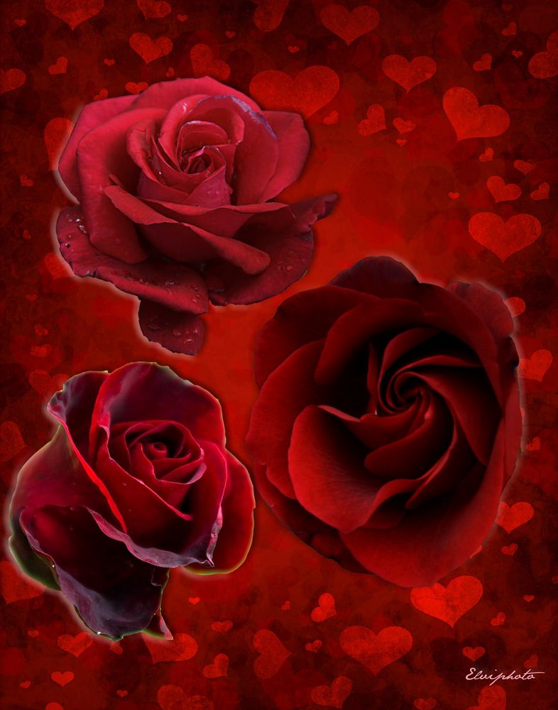 roses de la st Valentin photo et image | roses, rouge, fête Images ...