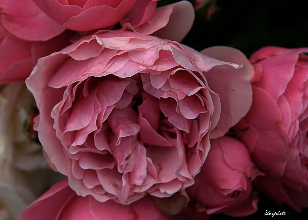Roses pompon photo et image | fleurs , fleurs, roses Images fotocommunity