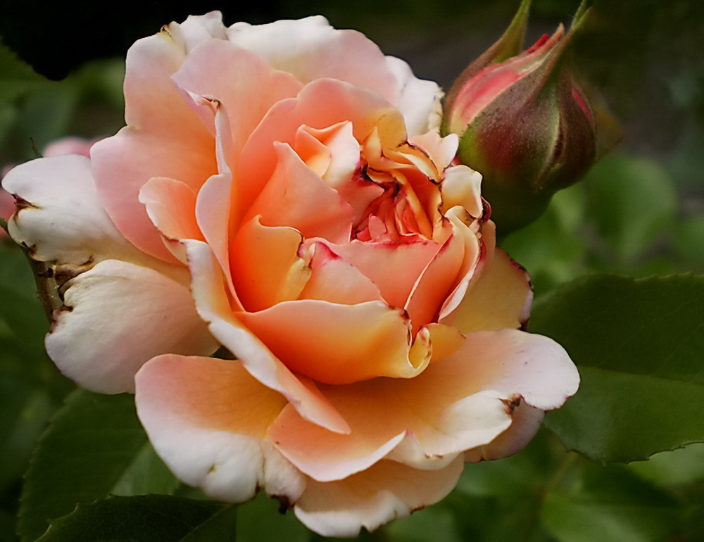 rosige Zeiten Foto & Bild | pflanzen, pilze & flechten, blüten- & kleinpflanzen, rosen Bilder ...