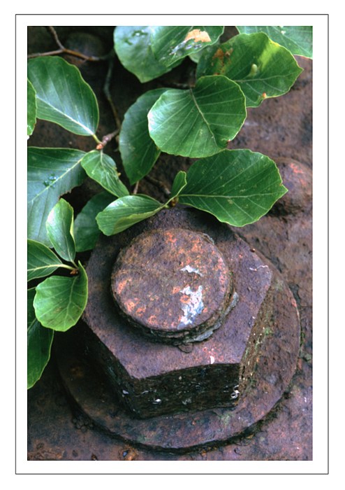 Rost Foto & Bild | stillleben, motive Bilder auf fotocommunity