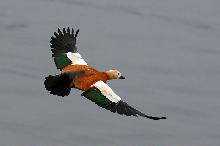 Rostgans im Flug Foto & Bild | tiere, wildlife, wild lebende vögel ...