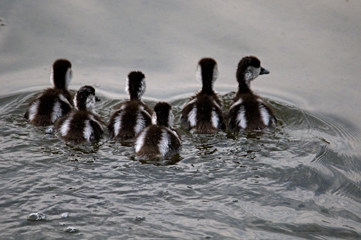 Rostgans Kücken Foto & Bild | natur, tiere, tierkinder Bilder auf ...