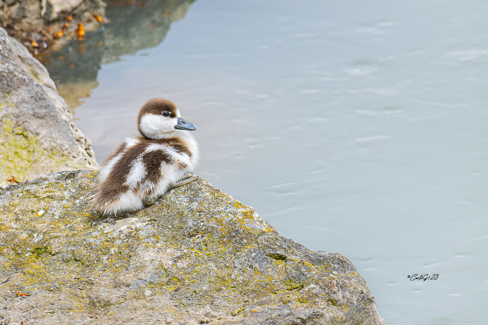 Rostgans Küken .2 Foto & Bild | natur, entenvogel, tiere Bilder auf ...