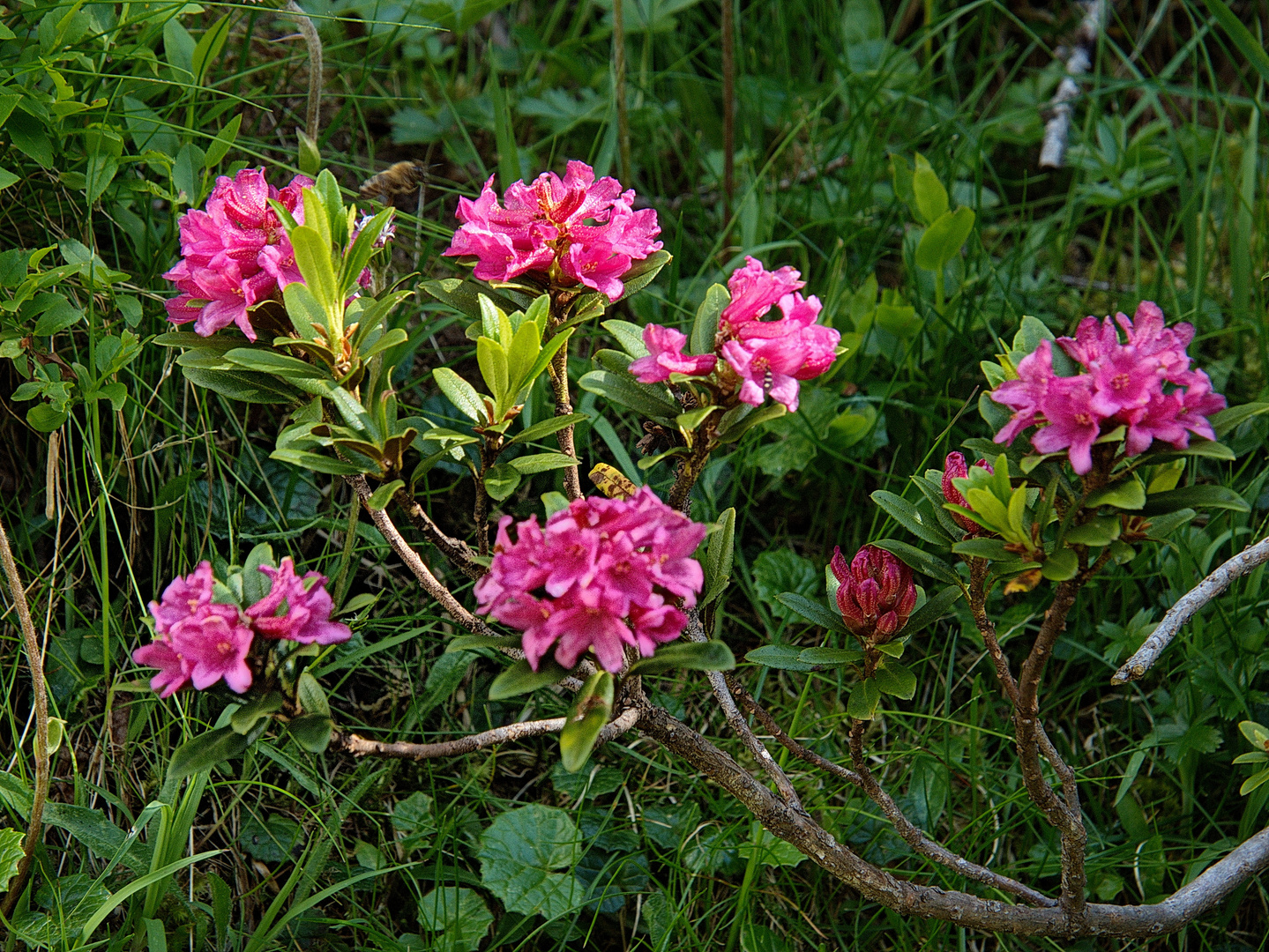 " Rostrote Alpenrose " Foto & Bild | pflanzen, pilze & flechten, blüten ...