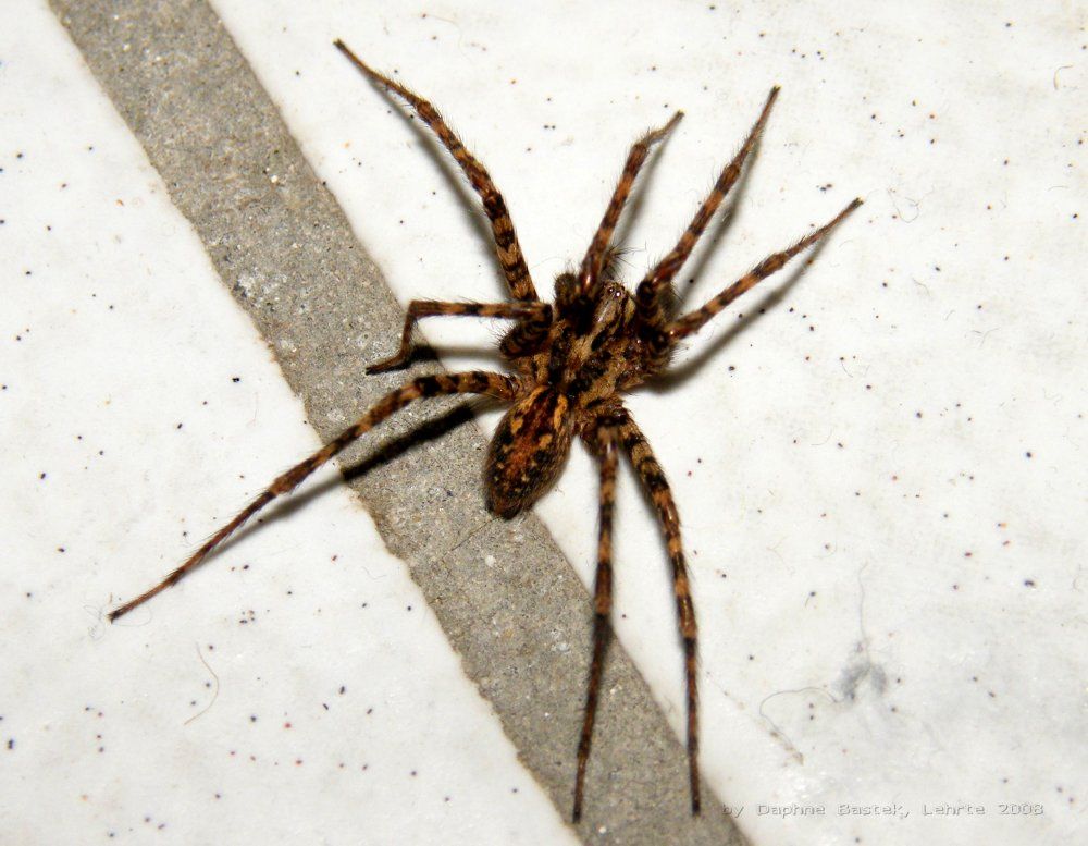 Rostrote Winkelspinne Foto & Bild | tiere, wildlife, spinnen Bilder auf ...