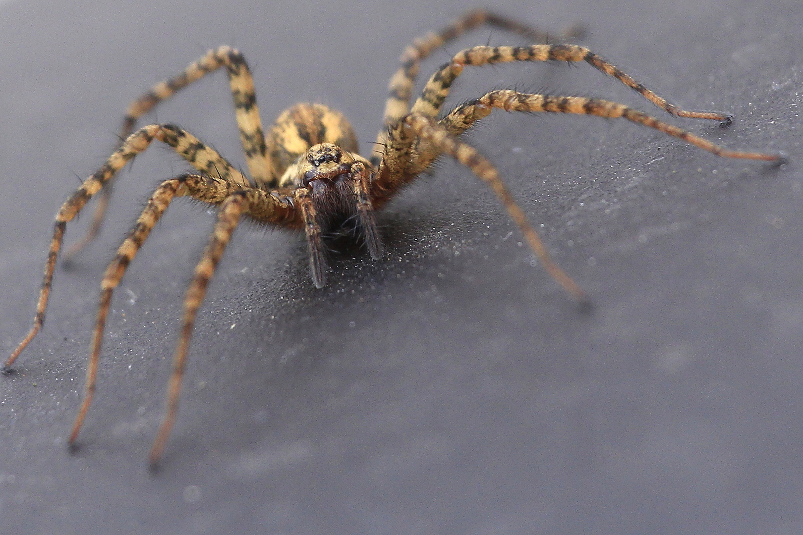 Rostrote Winkelspinne vollständig Foto & Bild | tiere, wildlife ...