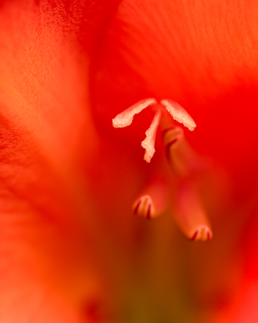 rot Foto & Bild | rot, makro, natur Bilder auf fotocommunity