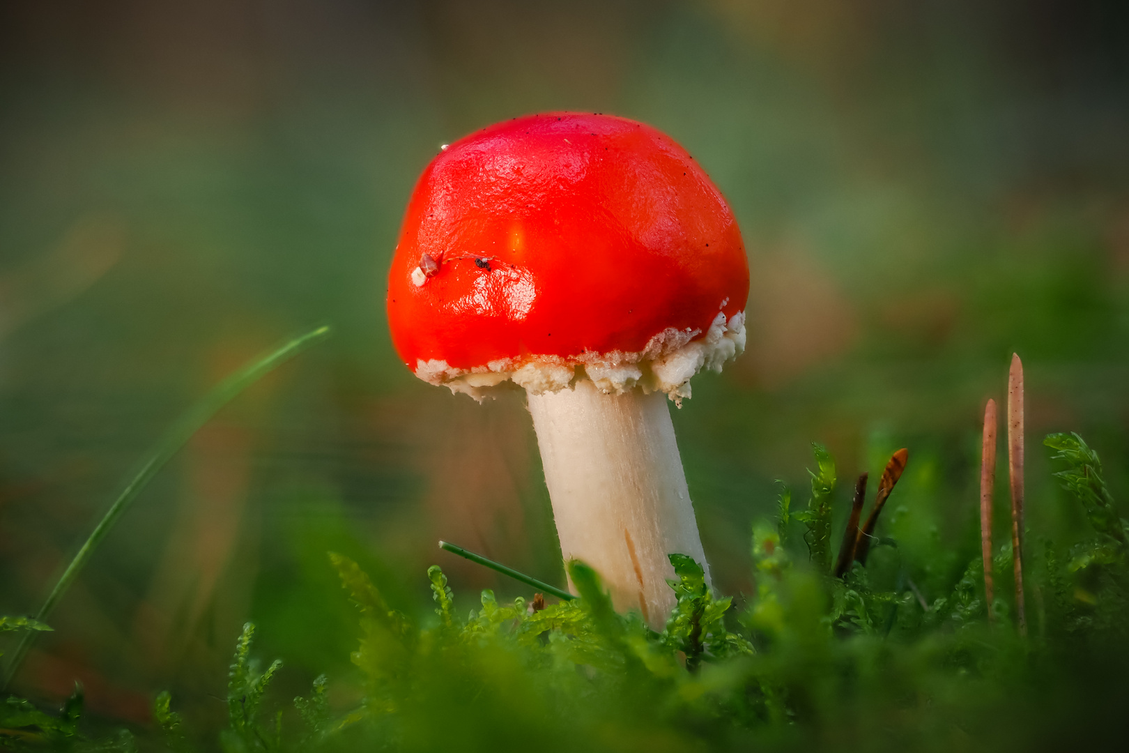 ROT Foto & Bild | pflanzen, pilze & flechten, landschaft, pilze ...