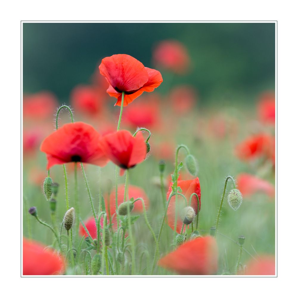 Rot Foto & Bild | rot, sommer, wiese Bilder auf fotocommunity