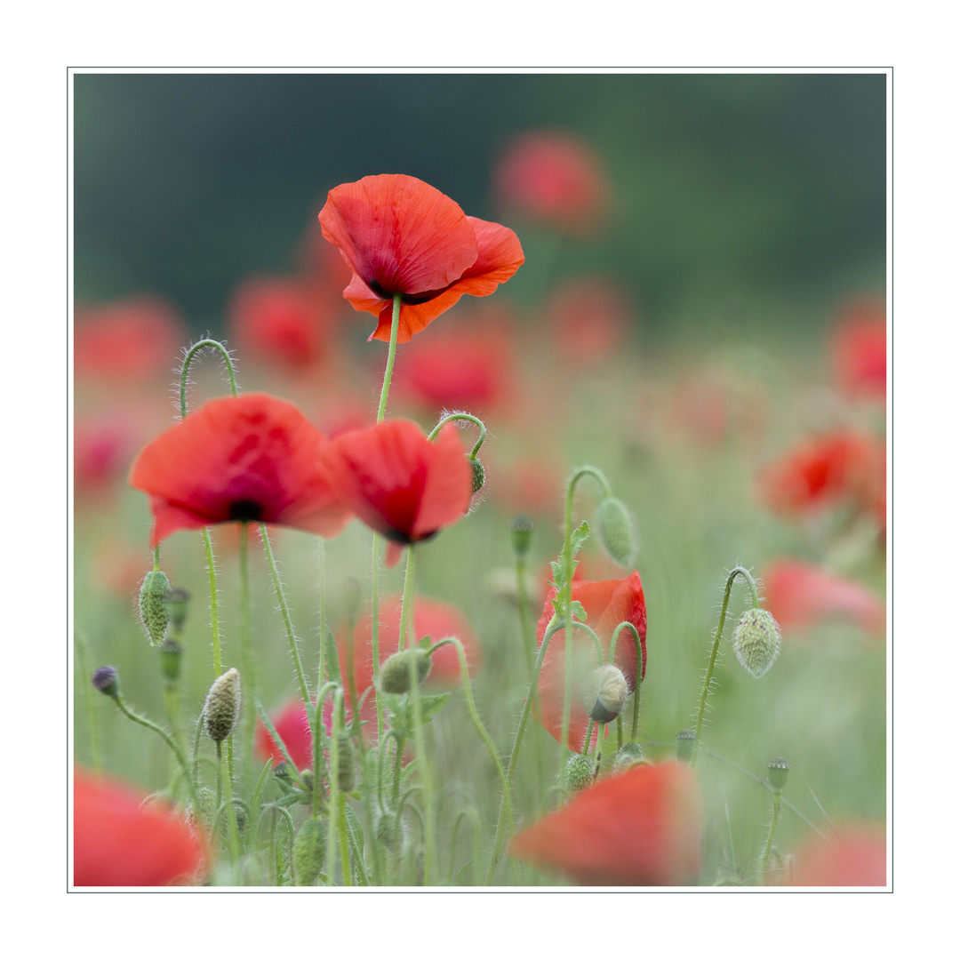 Rot Foto & Bild | rot, sommer, wiese Bilder auf fotocommunity