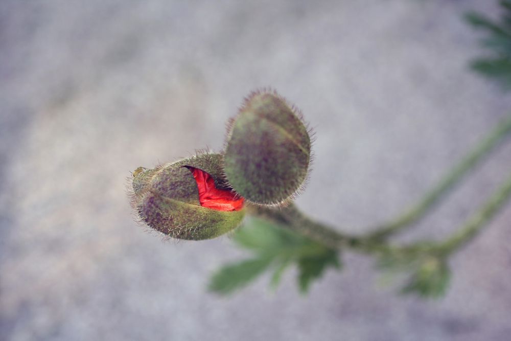 Rot Foto & Bild | emotionen, entsetzen und entrüstung, fotos Bilder auf ...